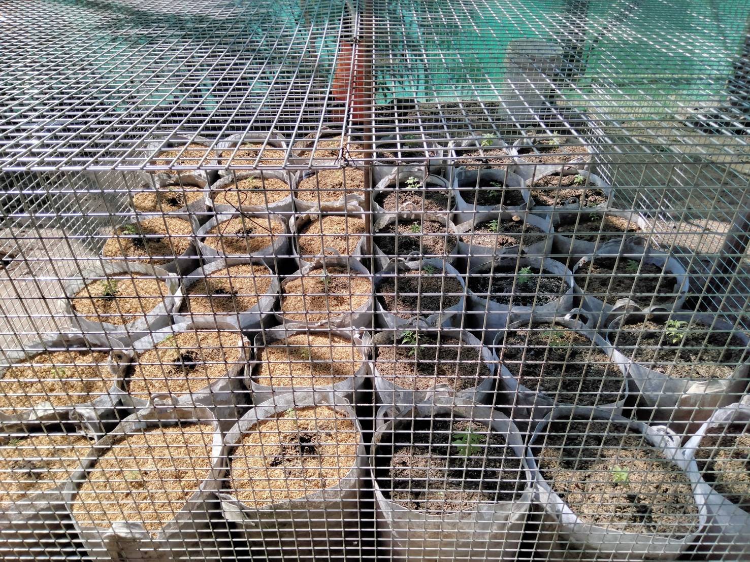 How to Harden Off Your Cannabis Plants for Outdoor Growing - Thailand ...