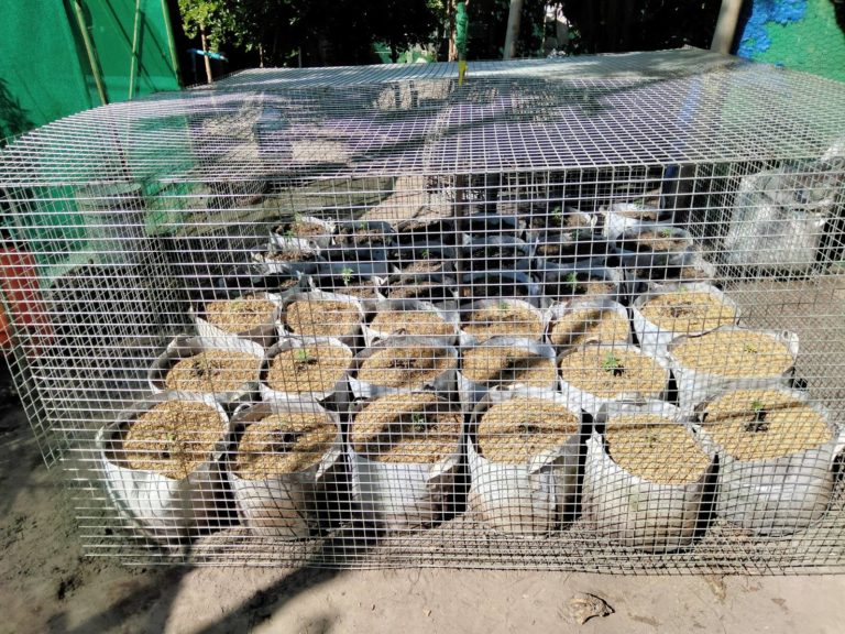 How to Harden Off Your Cannabis Plants for Outdoor Growing - Thailand ...