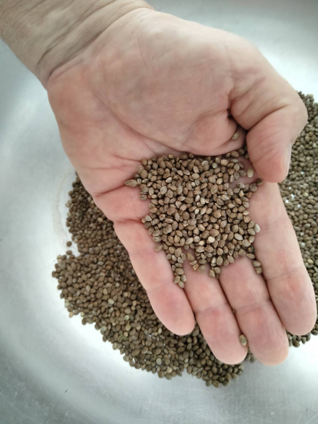 Making Seeds/Breeding - Thailand Hemp Farms