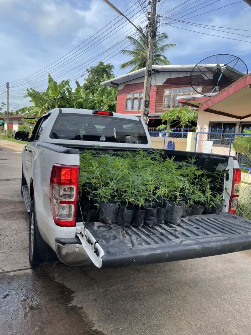 A Thai CBD Farm 1200 Plants - Thailand Hemp Farms
