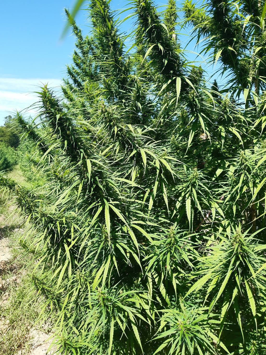 Thai Stick Farm Pics - Thailand Hemp Farms