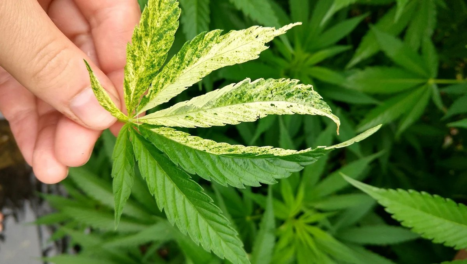 What is a plant viroid? Hop Latent Viroid in Cannabis - Thailand Hemp Farms