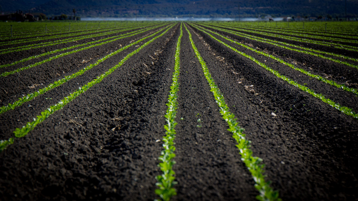 BioChar - Thailand Hemp Farms